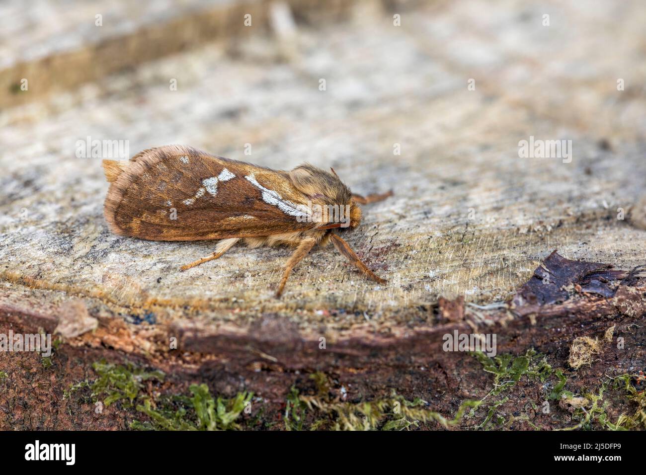 Common brown moth hi-res stock photography and images - Alamy