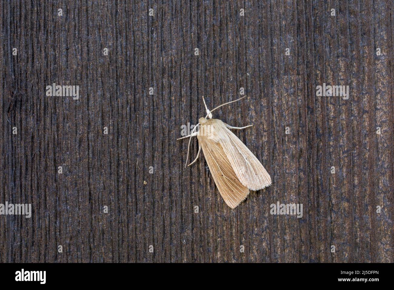 Common Wainscot Moth; Mythimna pallens; on Wood; UK Stock Photo - Alamy