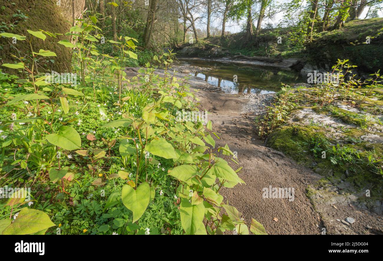 Japanese knotweed frowing among wood anemones on the bank of the River ...