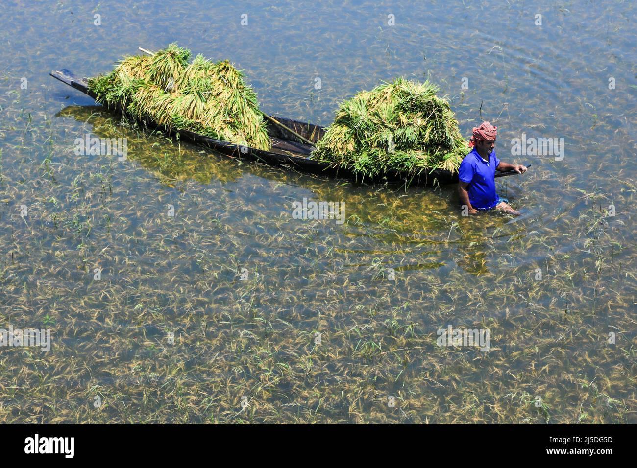 Haor agriculture hi-res stock photography and images - Alamy