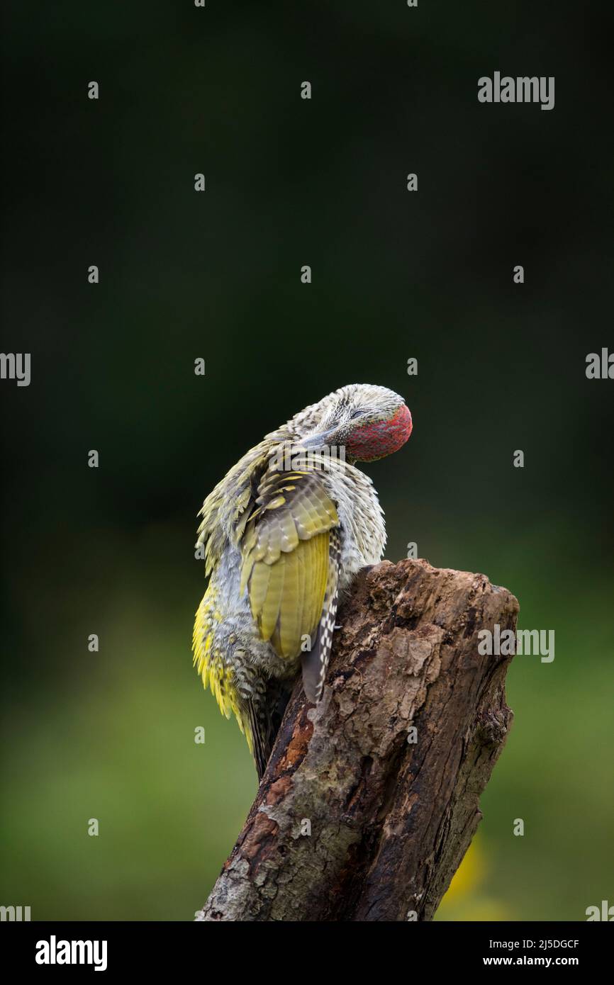 Green Woodpecker; Picus viridis; Juvenile Female; Preening; UK Stock ...