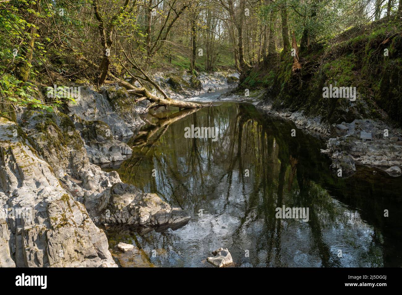 Uprooted tree washed down the Cothi Gorge Stock Photo - Alamy