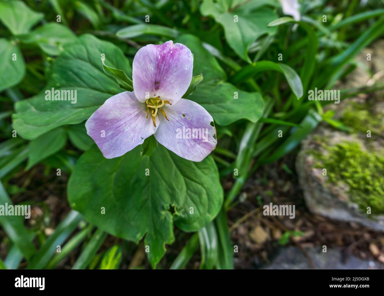 Lone flower hi-res stock photography and images - Alamy