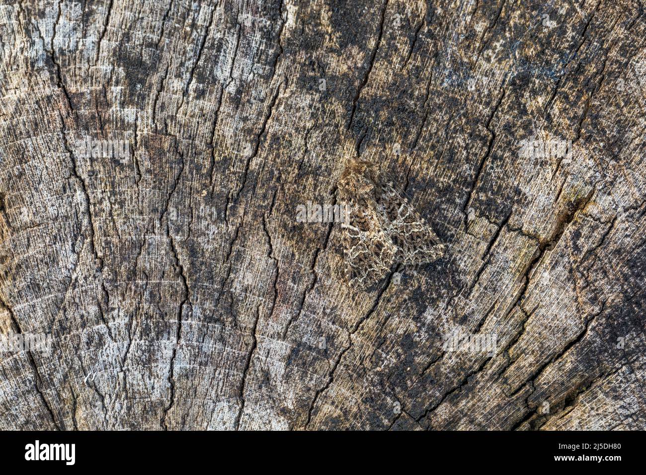 Lychnis moth hi-res stock photography and images - Alamy