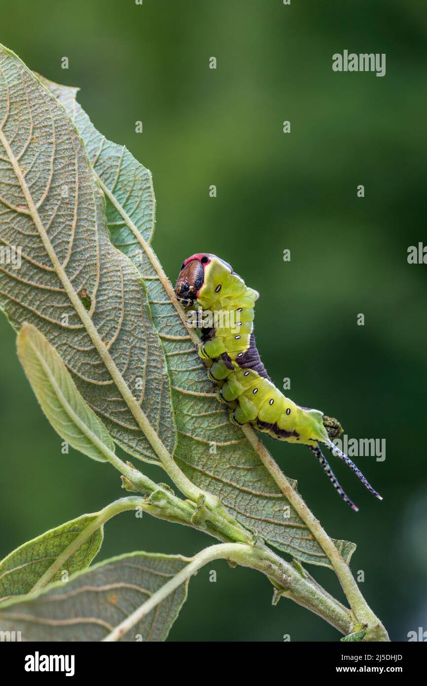 Puss Moth; Cerura vinula; Larva On Willow; Defaecating; UK Stock Photo ...