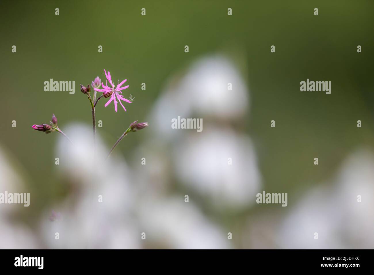 Ragged Robin; Lychnis flos-cuculi; Flower amongst Cotton Grass; UK ...