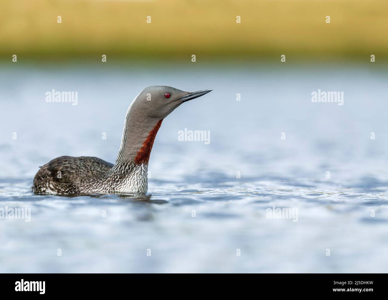 Red Throated Diver; Gavia stellata; UK Stock Photo - Alamy