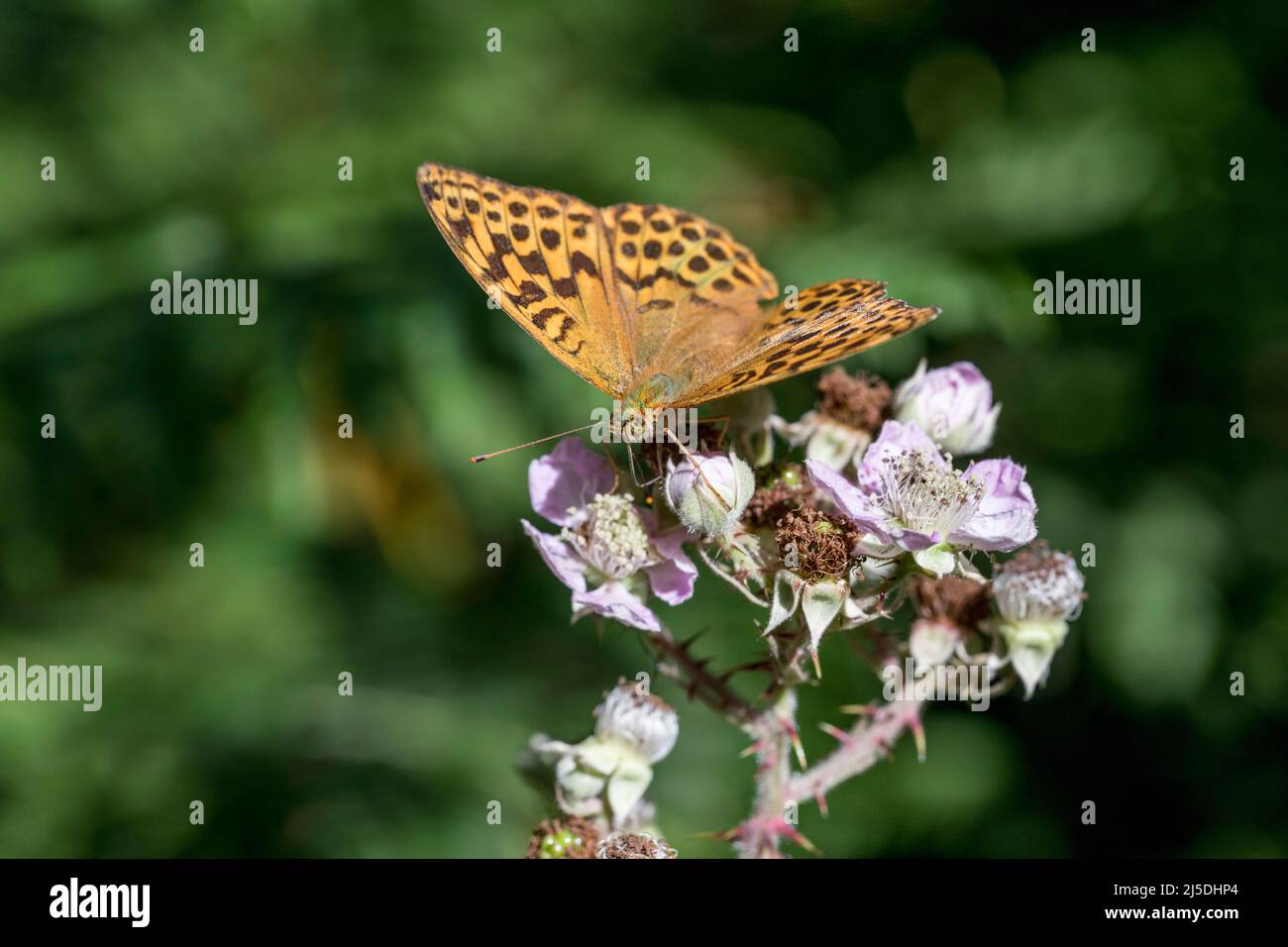 Silver Washed Fritillary Butterfly; Argynnis paphia; on Bramble; UK ...