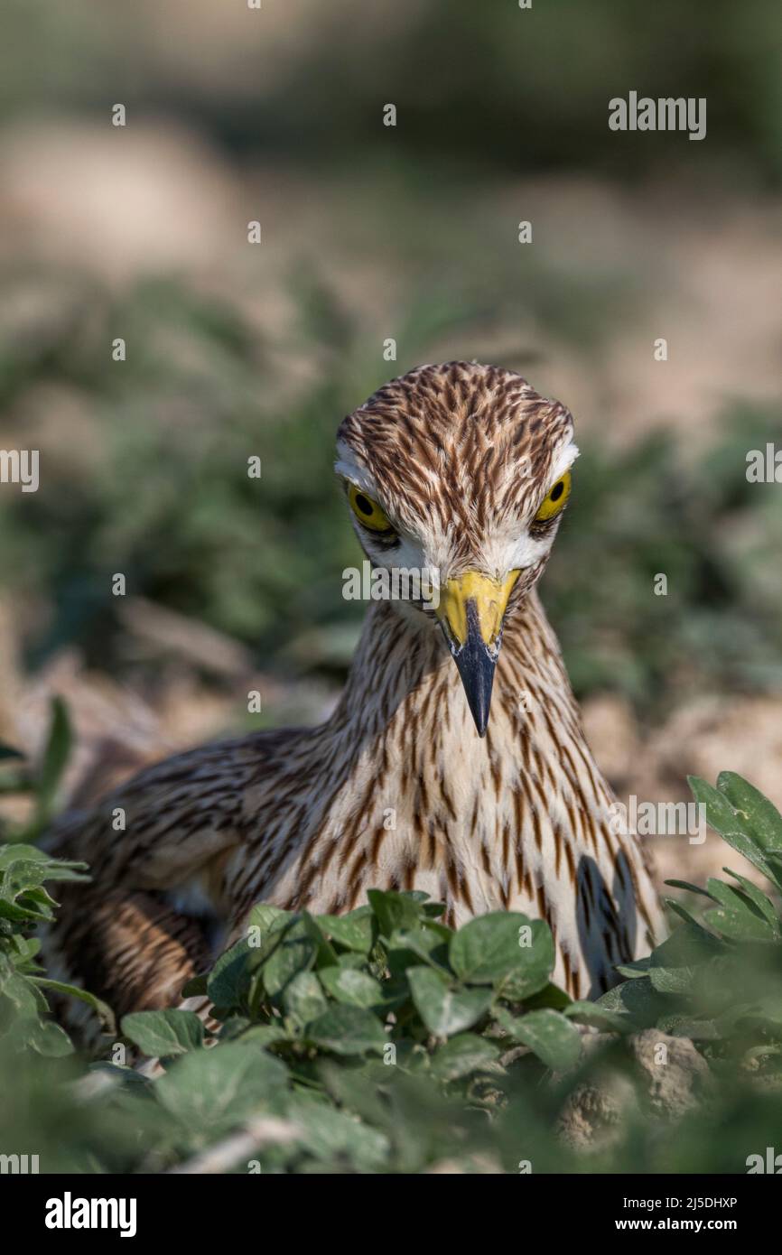 Stone Curlew; Burhinus oedicnemus; Sitting; UK Stock Photo - Alamy