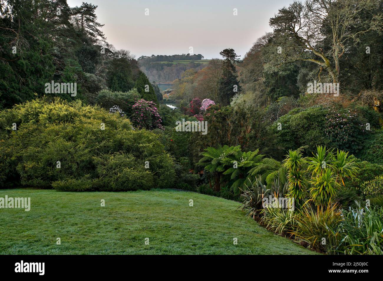 Trebah Garden; Spring; Cornwall; UK Stock Photo - Alamy