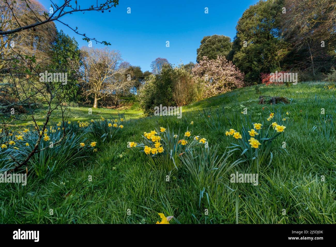 Trebah Garden; Spring; Cornwall; UK Stock Photo - Alamy
