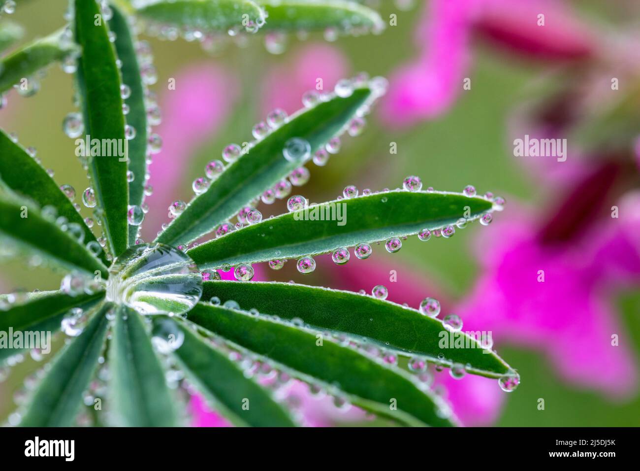 Leaves dew drops spring hi-res stock photography and images - Alamy