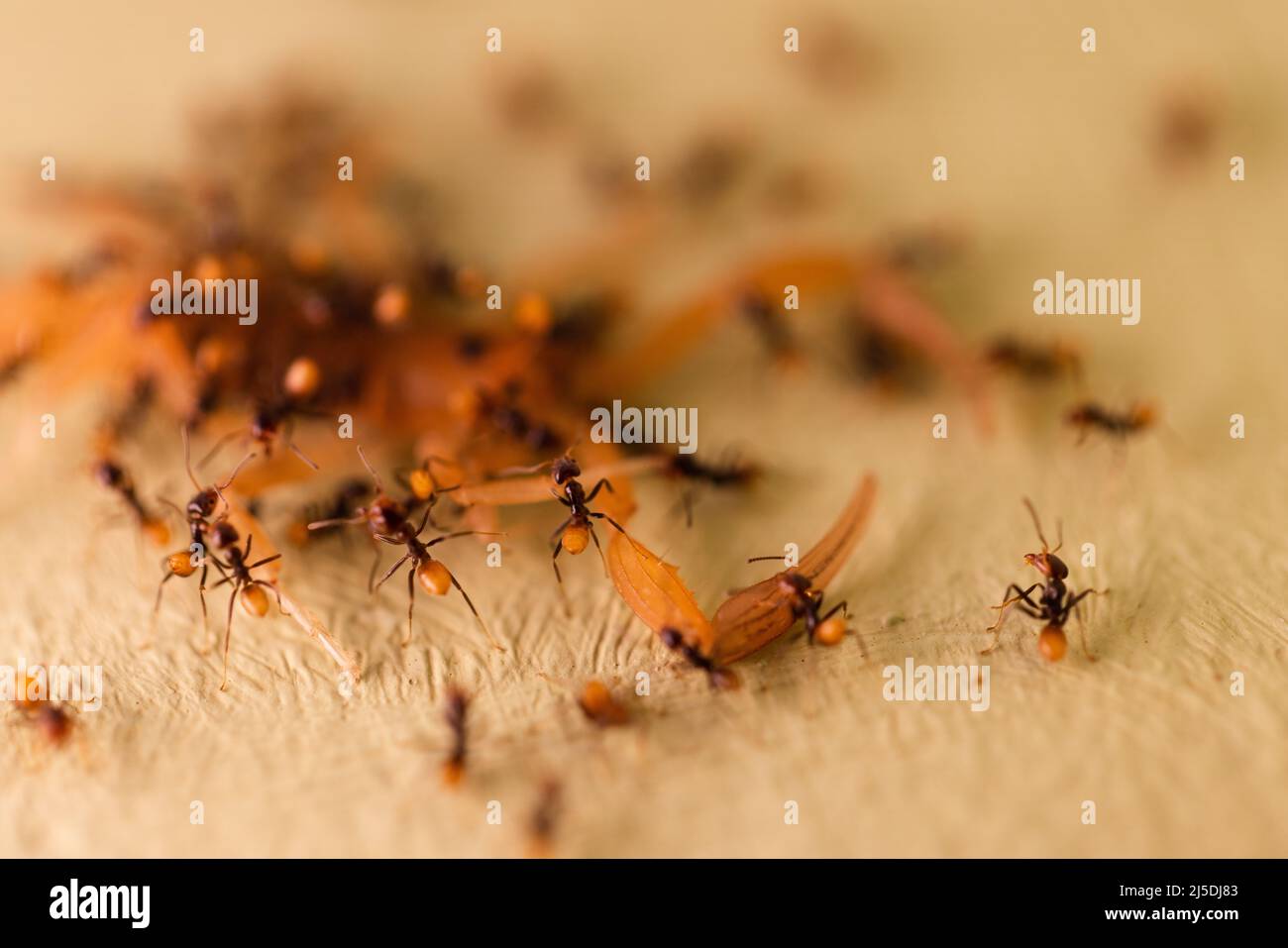 Scorpion is eating by ants. Wildlife of insects. Macro, selective focus ...
