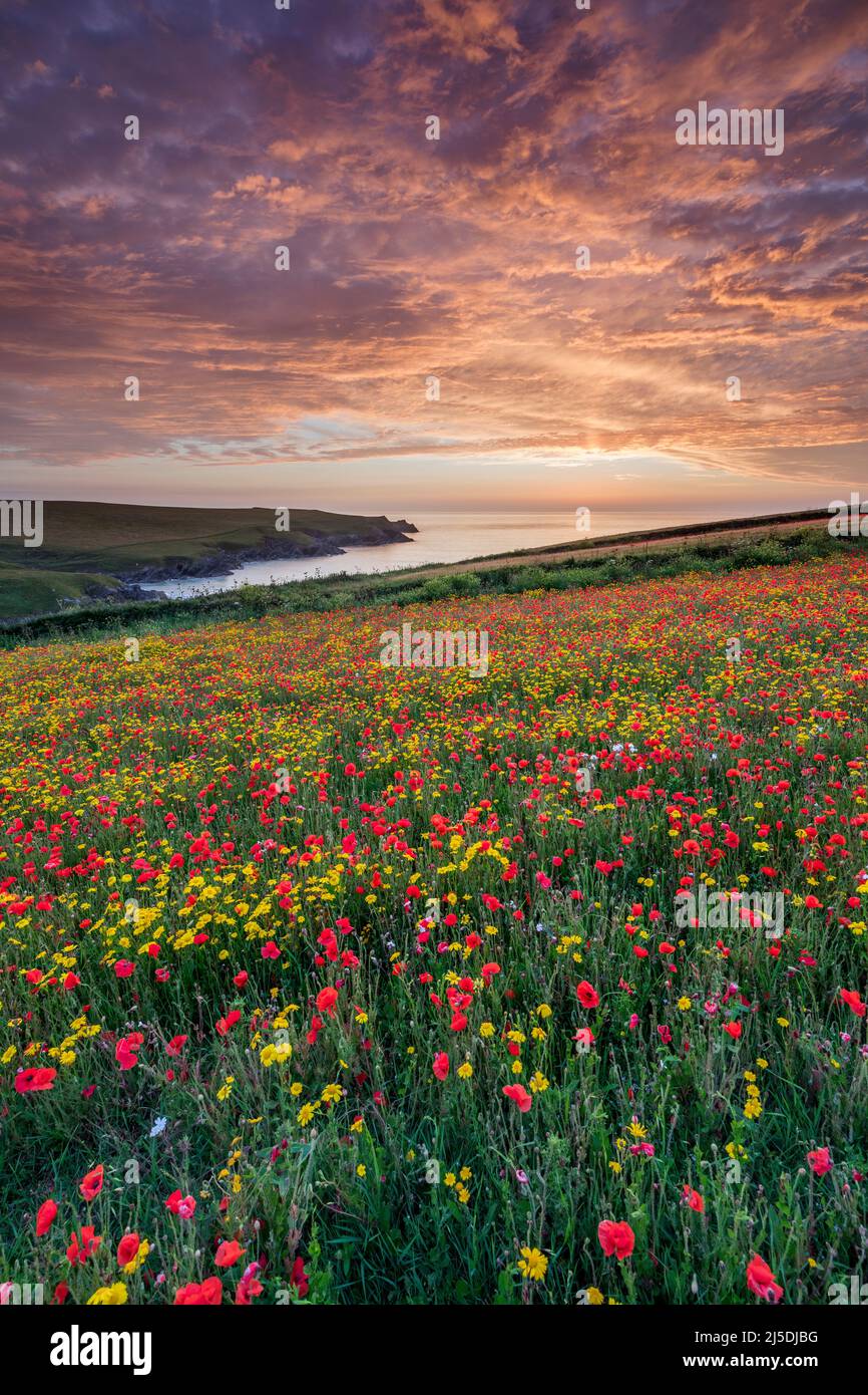 West Pentire; Corn Marigolds and Poppies in Flower; Summer; Cornwall ...