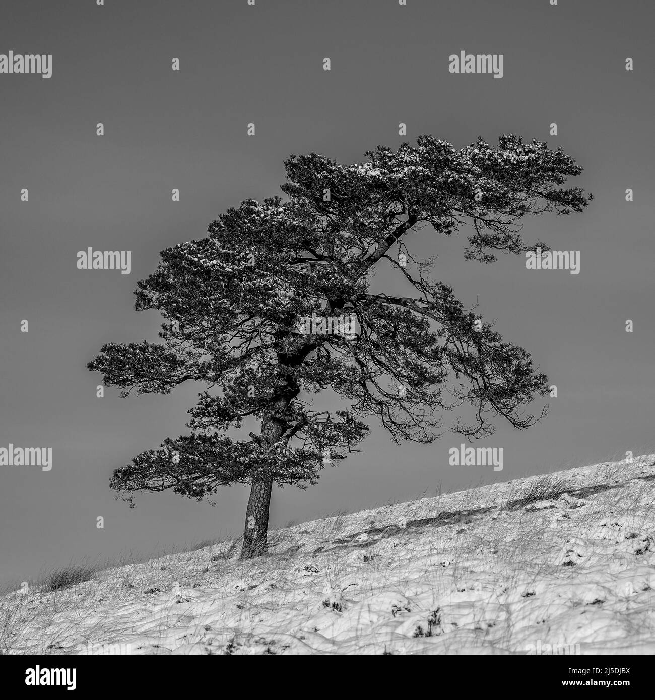 Blown tree Black and White Stock Photos & Images - Alamy