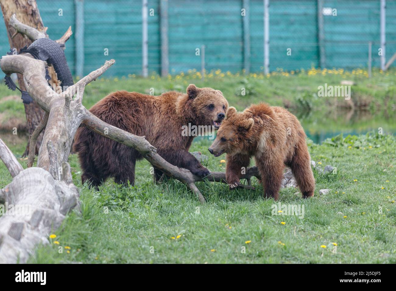 brown bears play and bite each other on the green grass in an animal ...