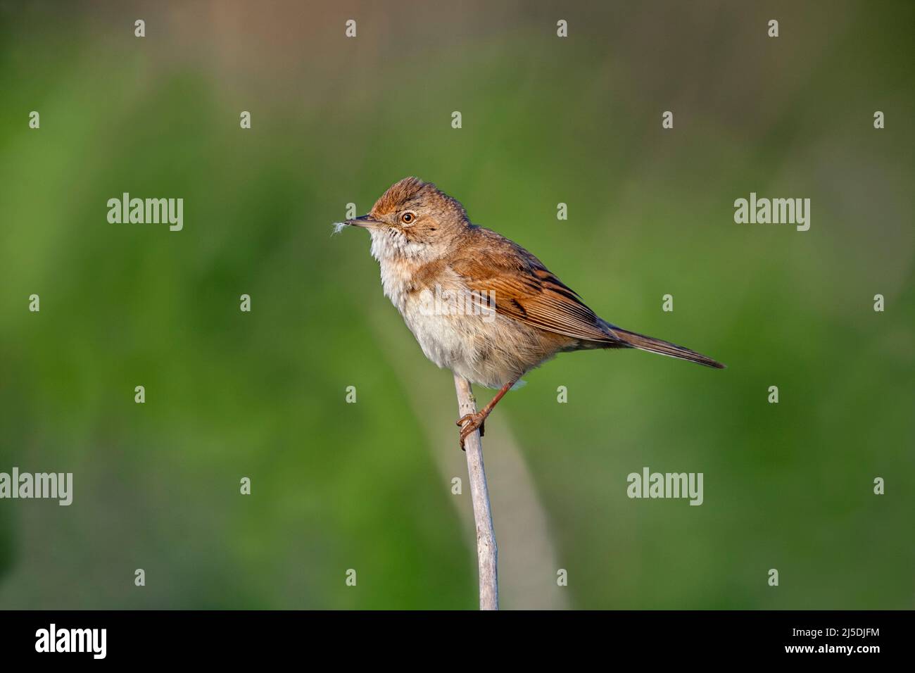 Whitethroat; Curruca communis; Male; UK Stock Photo - Alamy