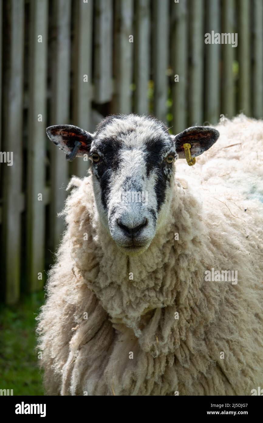 Pretty sheep hi-res stock photography and images - Alamy