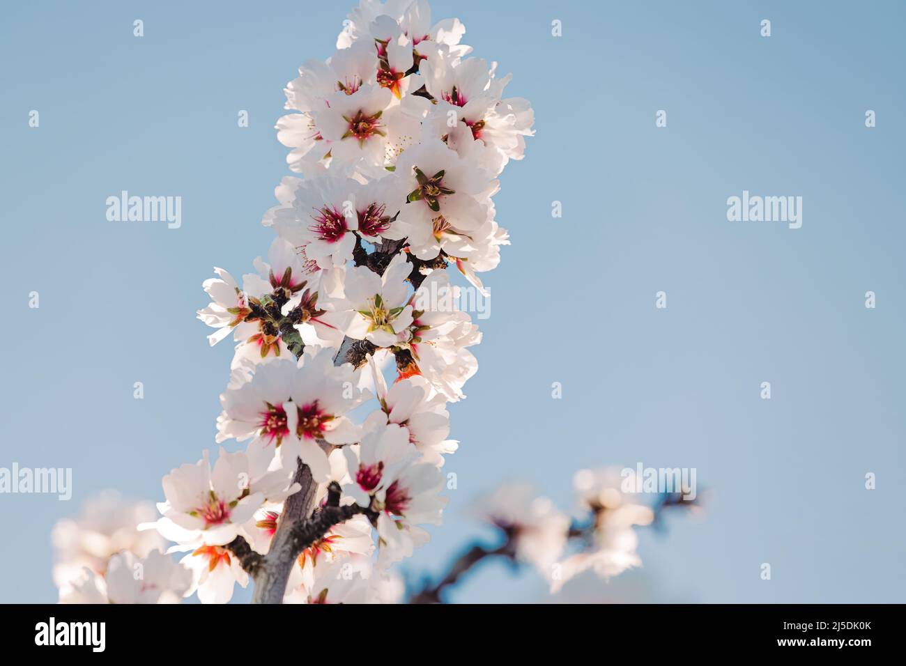 Spring almond trees in bloom close-up, flowers over blue sky Stock ...