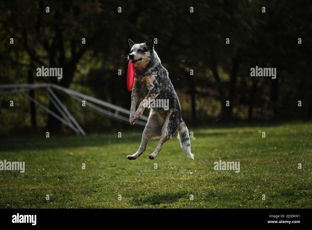 Dog frisbee. An Australian healer jumps high and catches a flying ...