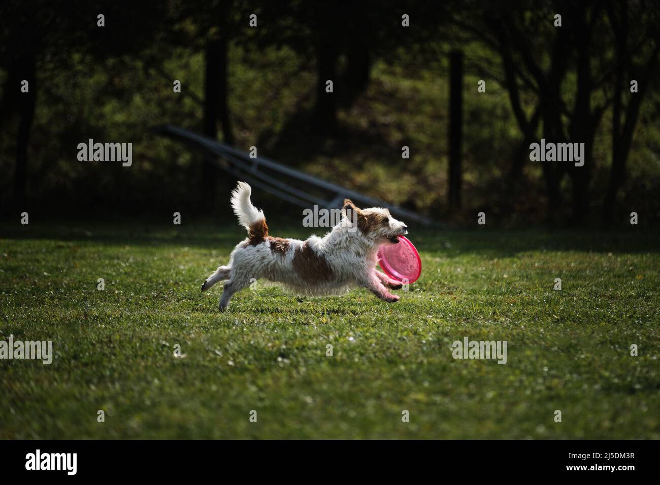Dog frisbee. Wire-haired Jack Russell Terrier is having fun playing on ...