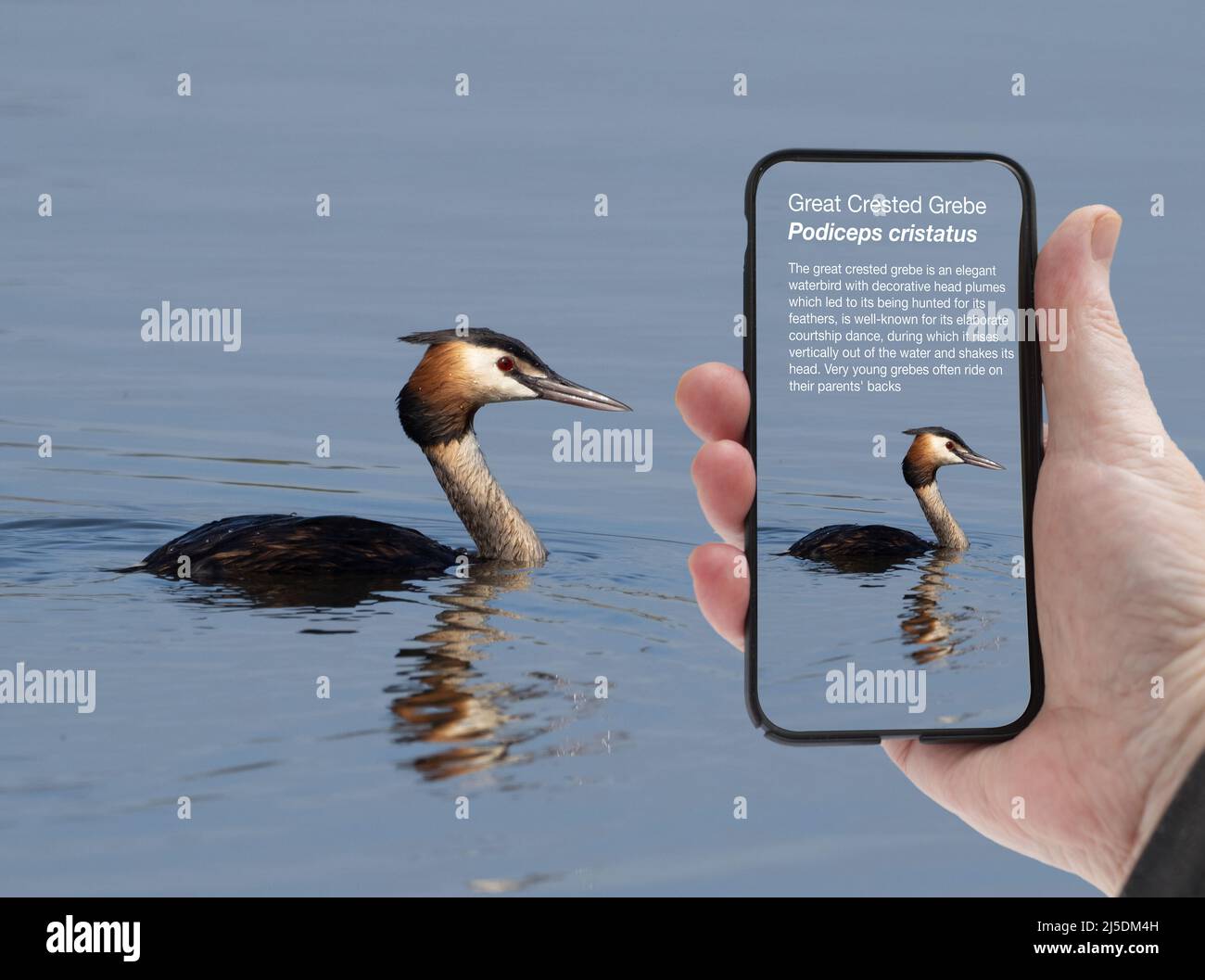 Man holding a smart phone with bird species developer programe ...