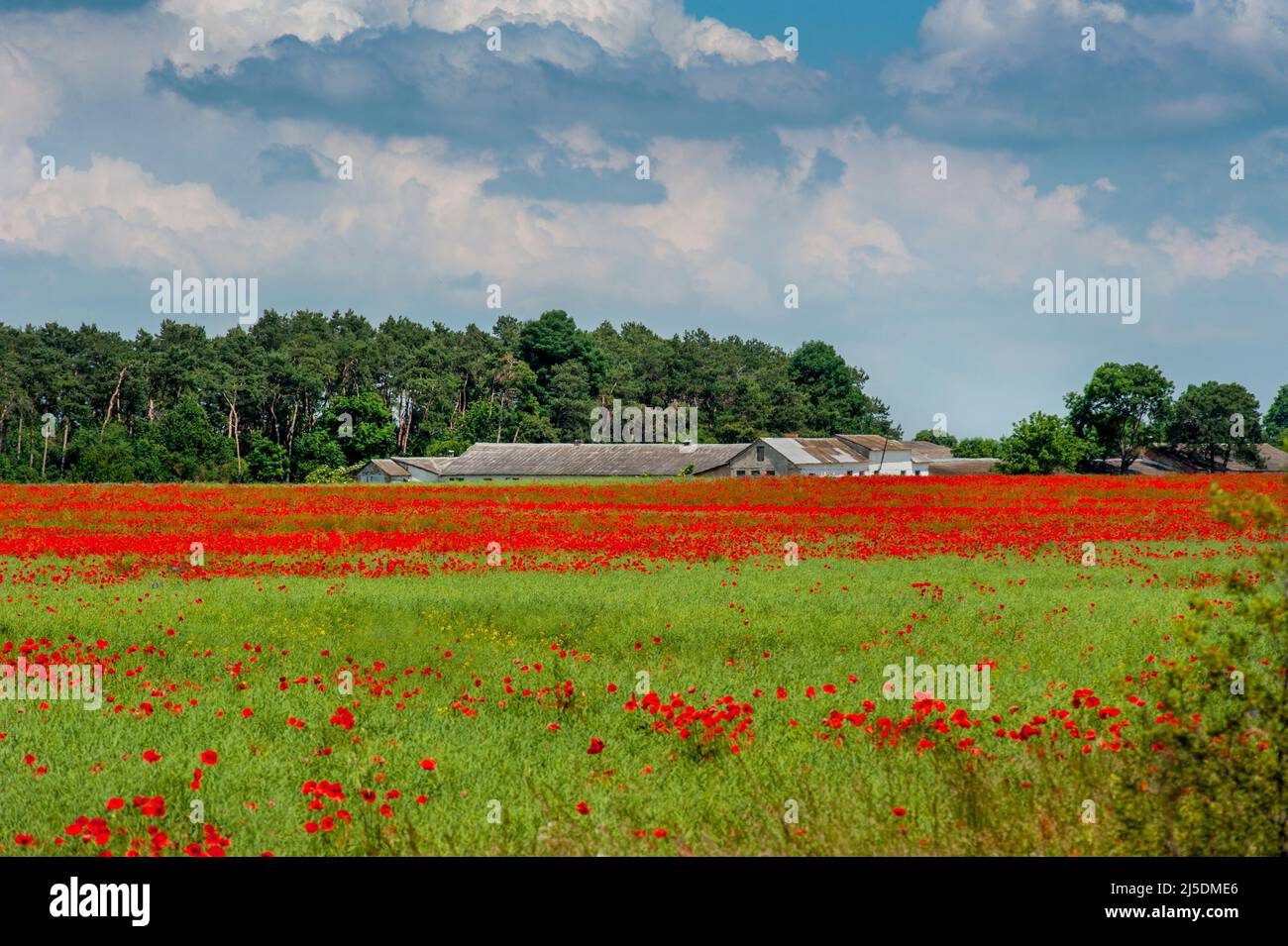 Poppy field in summer countryside Stock Photo - Alamy