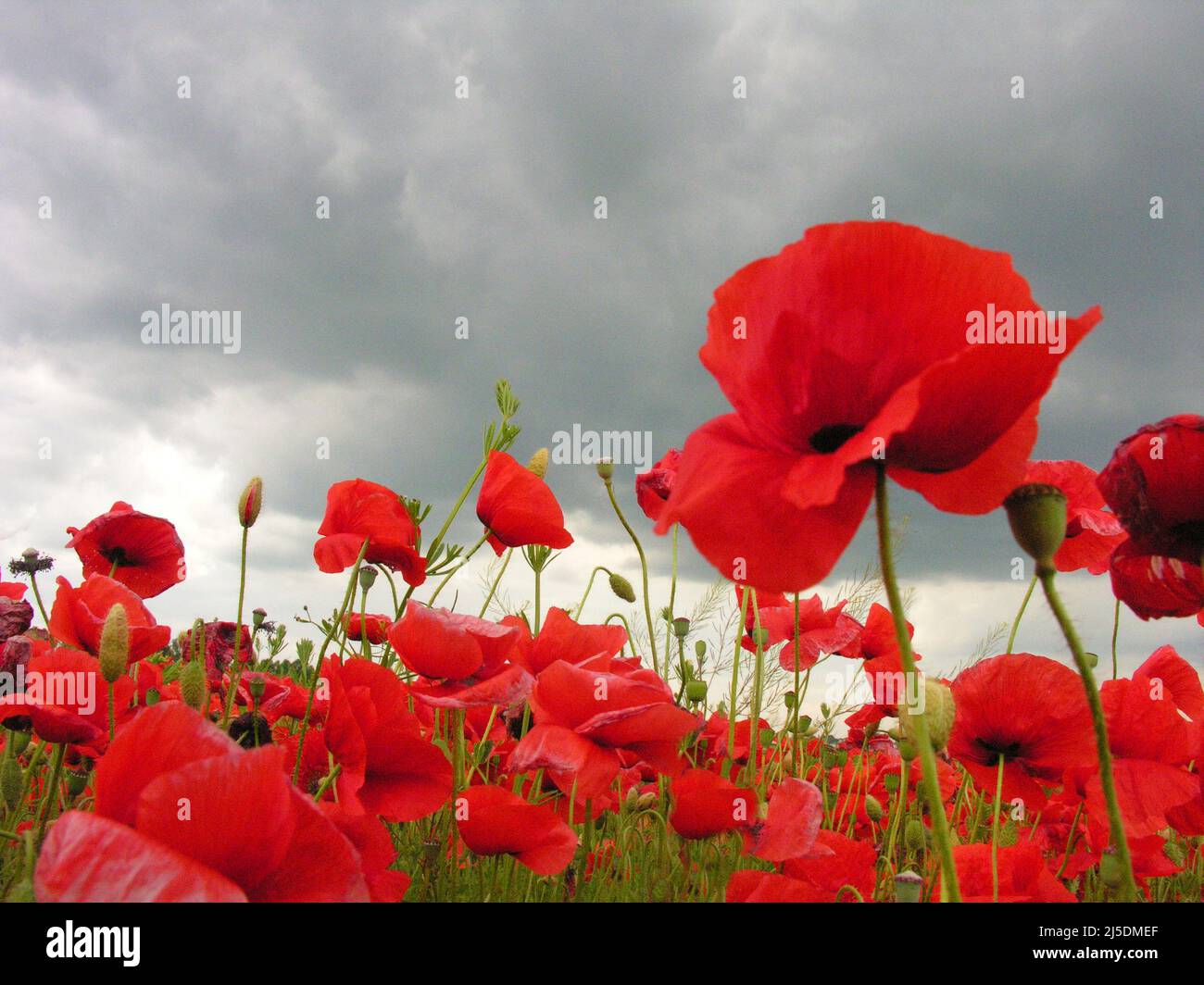 poppy field, close up flowers and background with stormy sky Stock ...
