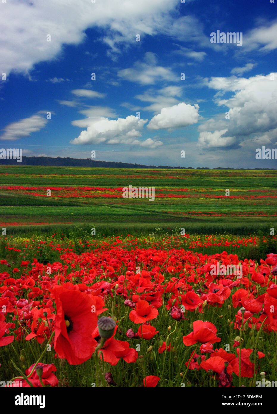 poppy field, close up flowers and background of blue sky with ...