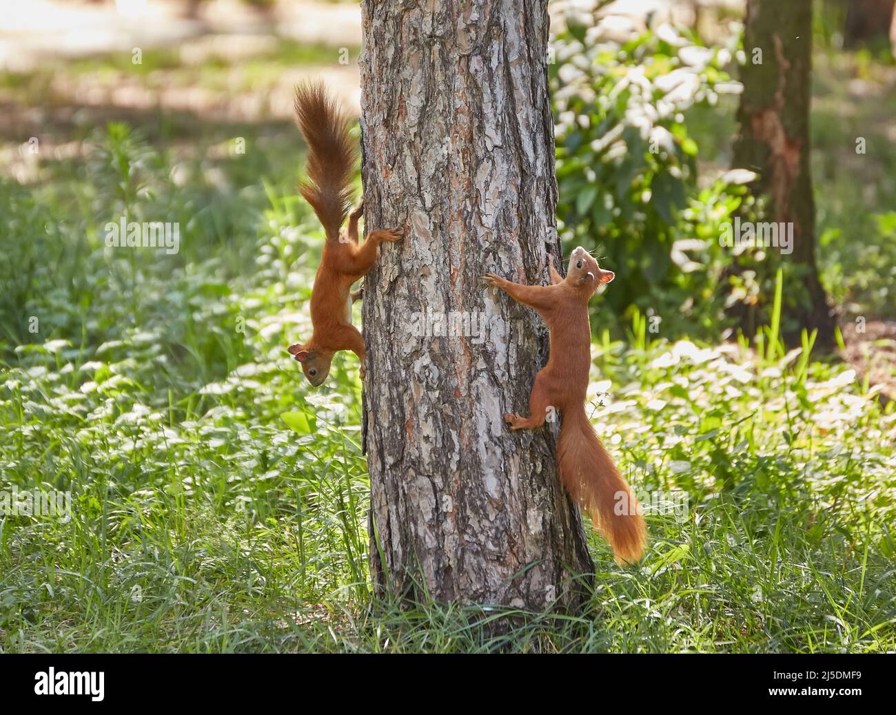 Two squirrels with fluffy tails on the trunk of an old tree. Squirrels ...