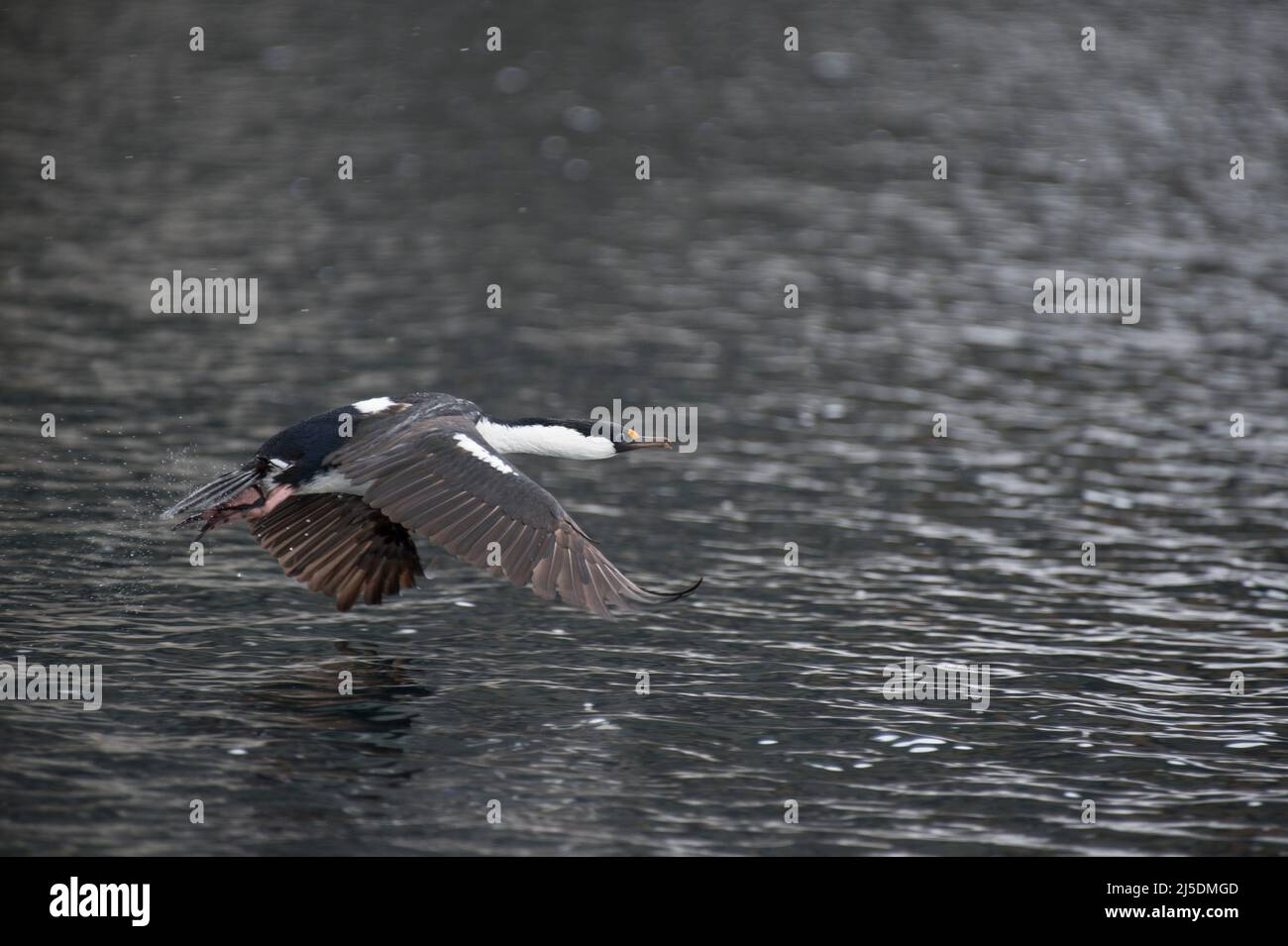 Imperialcormorant hi-res stock photography and images - Alamy