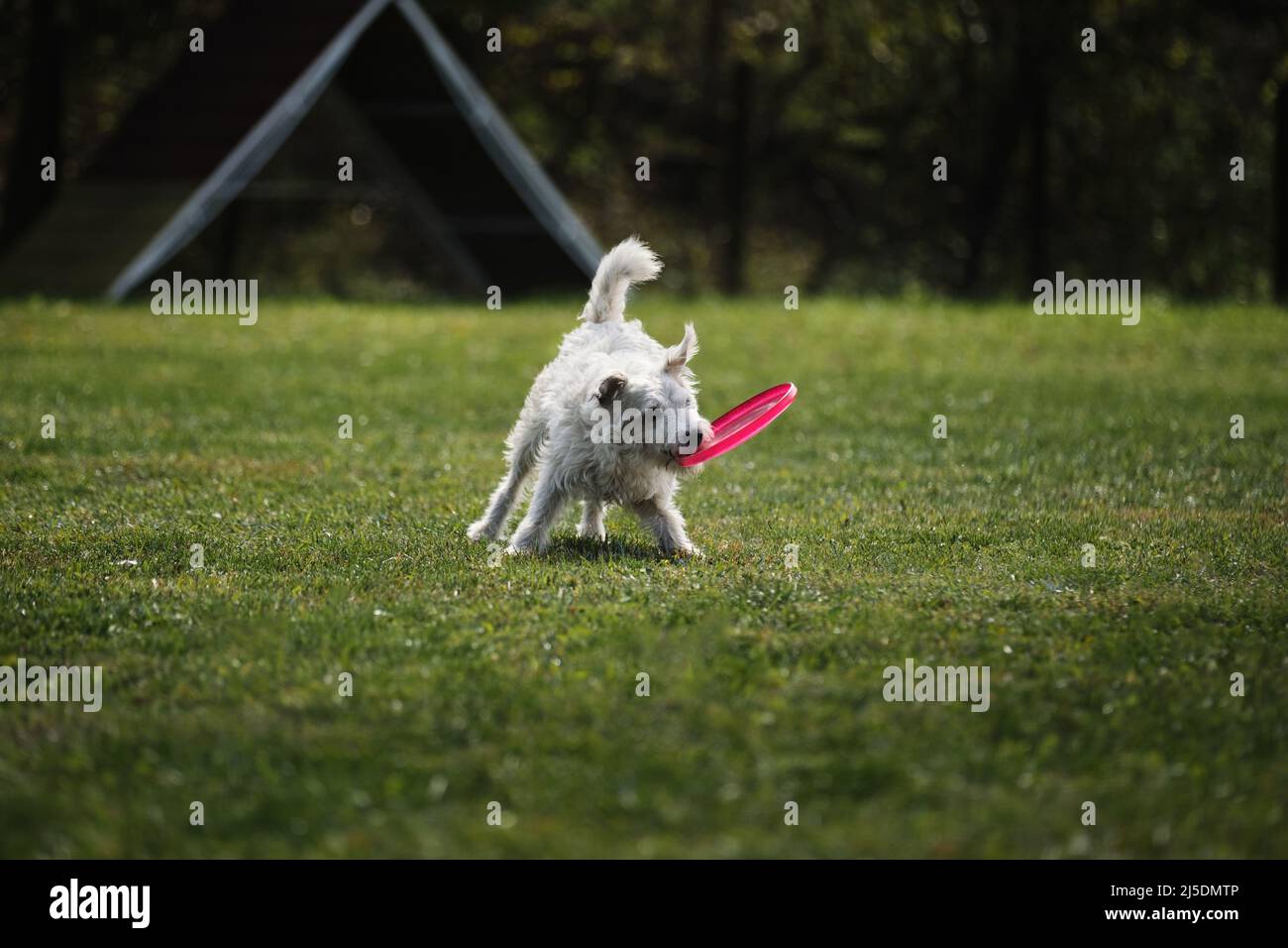Dog frisbee. Wire-haired Jack Russell Terrier is having fun playing on ...