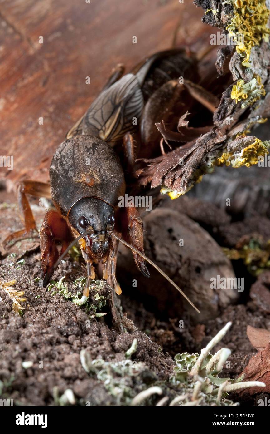 Mole cricket burrow hi-res stock photography and images - Alamy