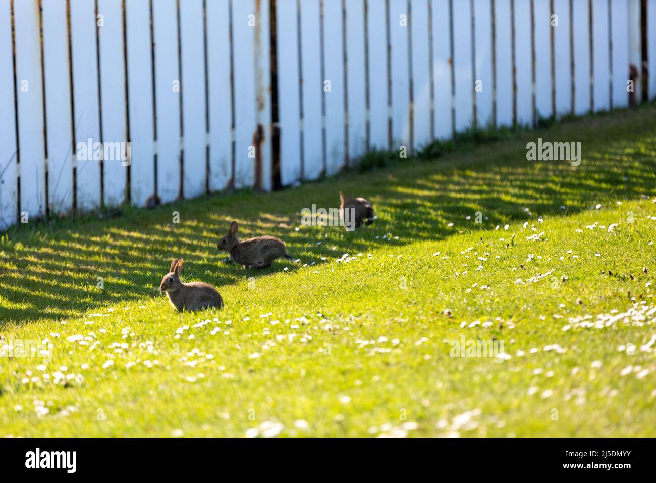 Rabbits playing hi-res stock photography and images - Alamy
