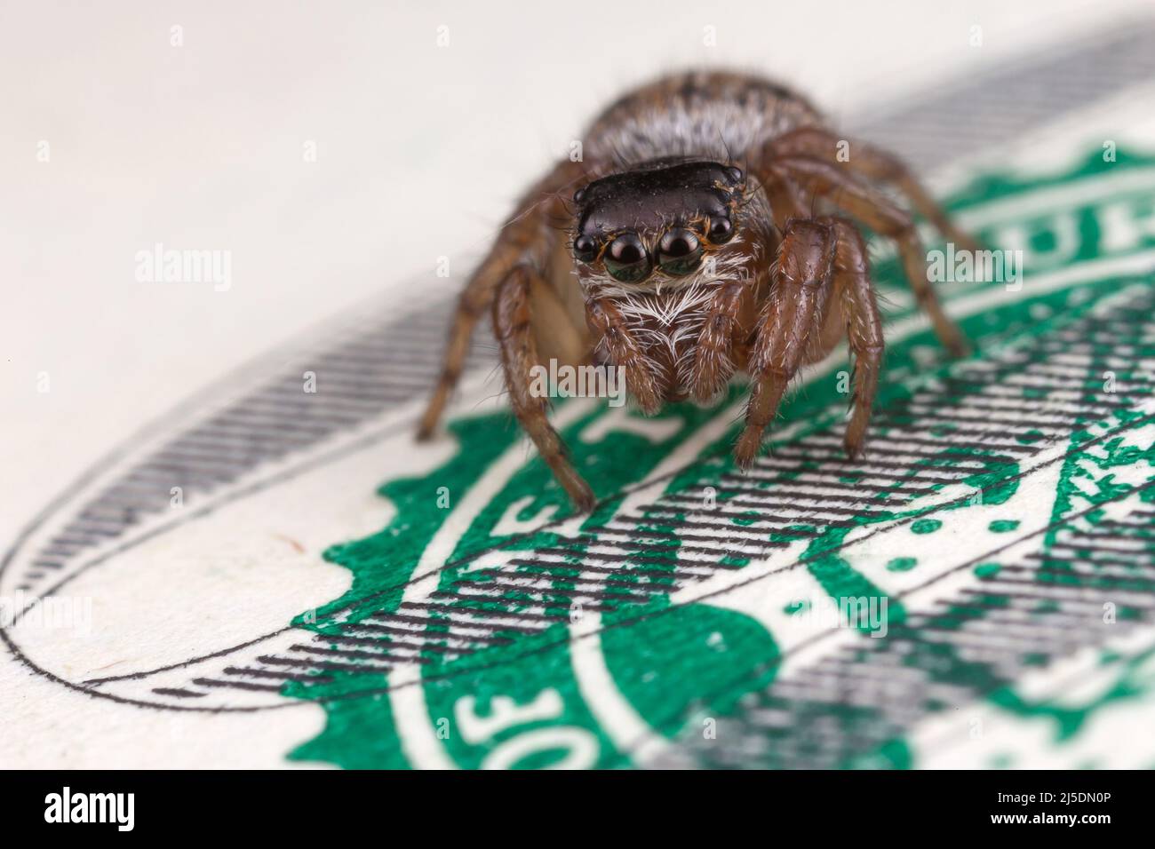 Jumping spider on hundred dollars banknote, Photo in close up Stock ...