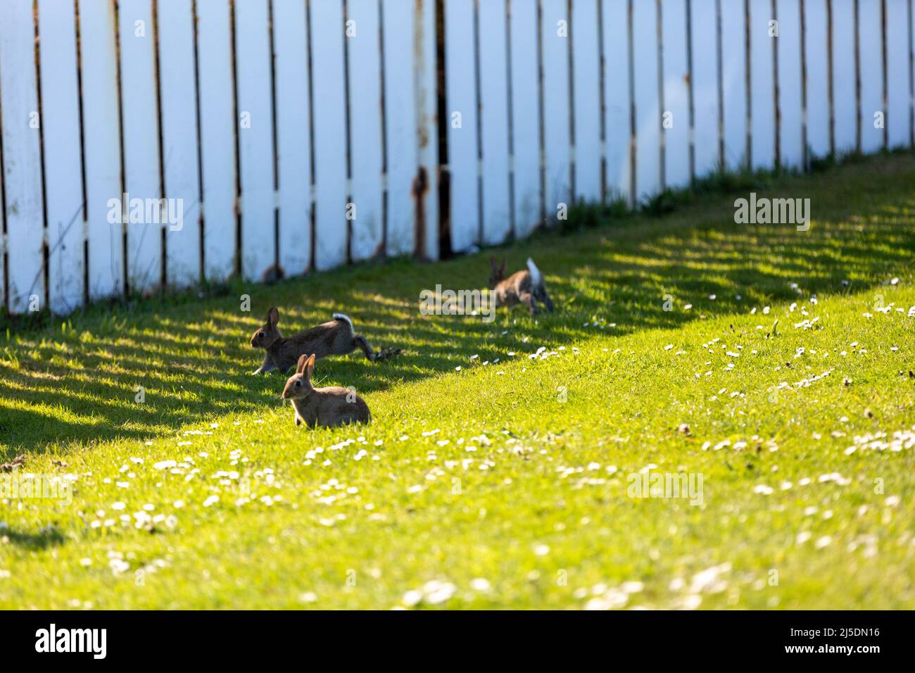 Rabbits playing hi-res stock photography and images - Alamy
