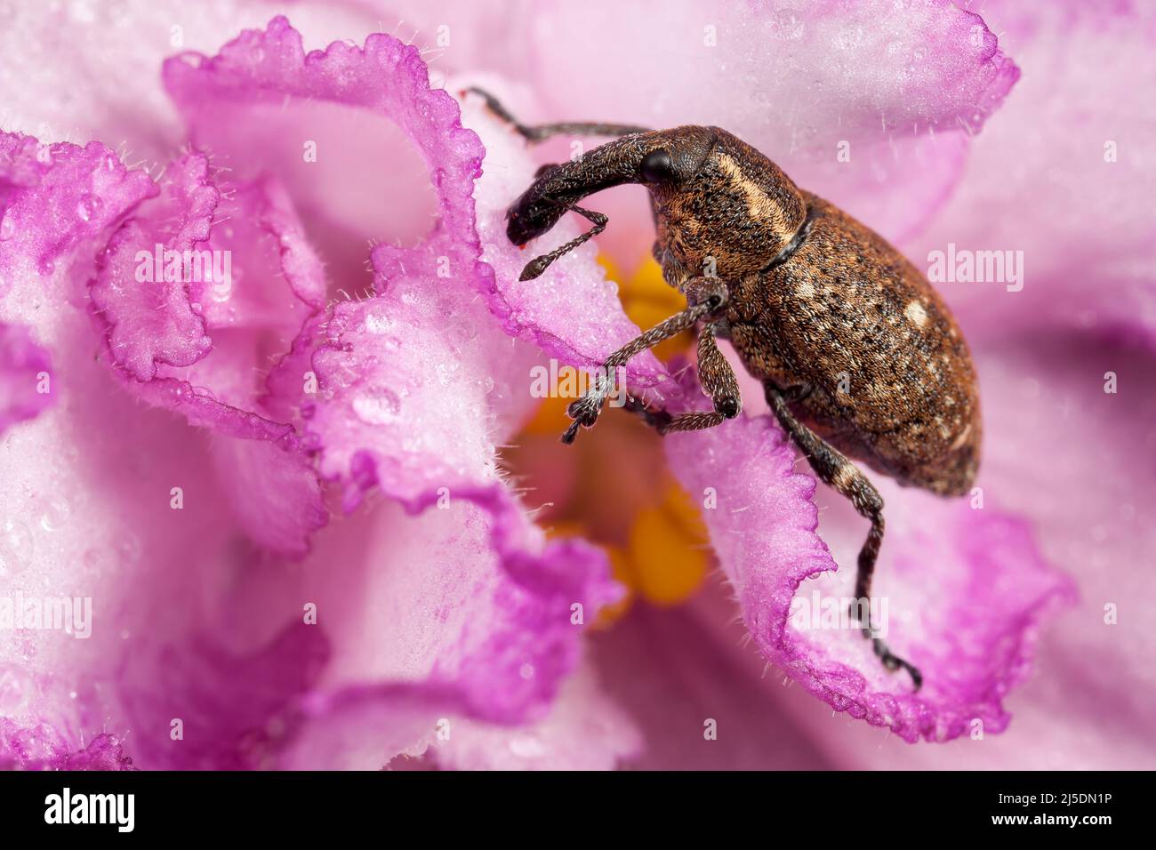 Brown polydrusus bug on the pink flower Stock Photo - Alamy