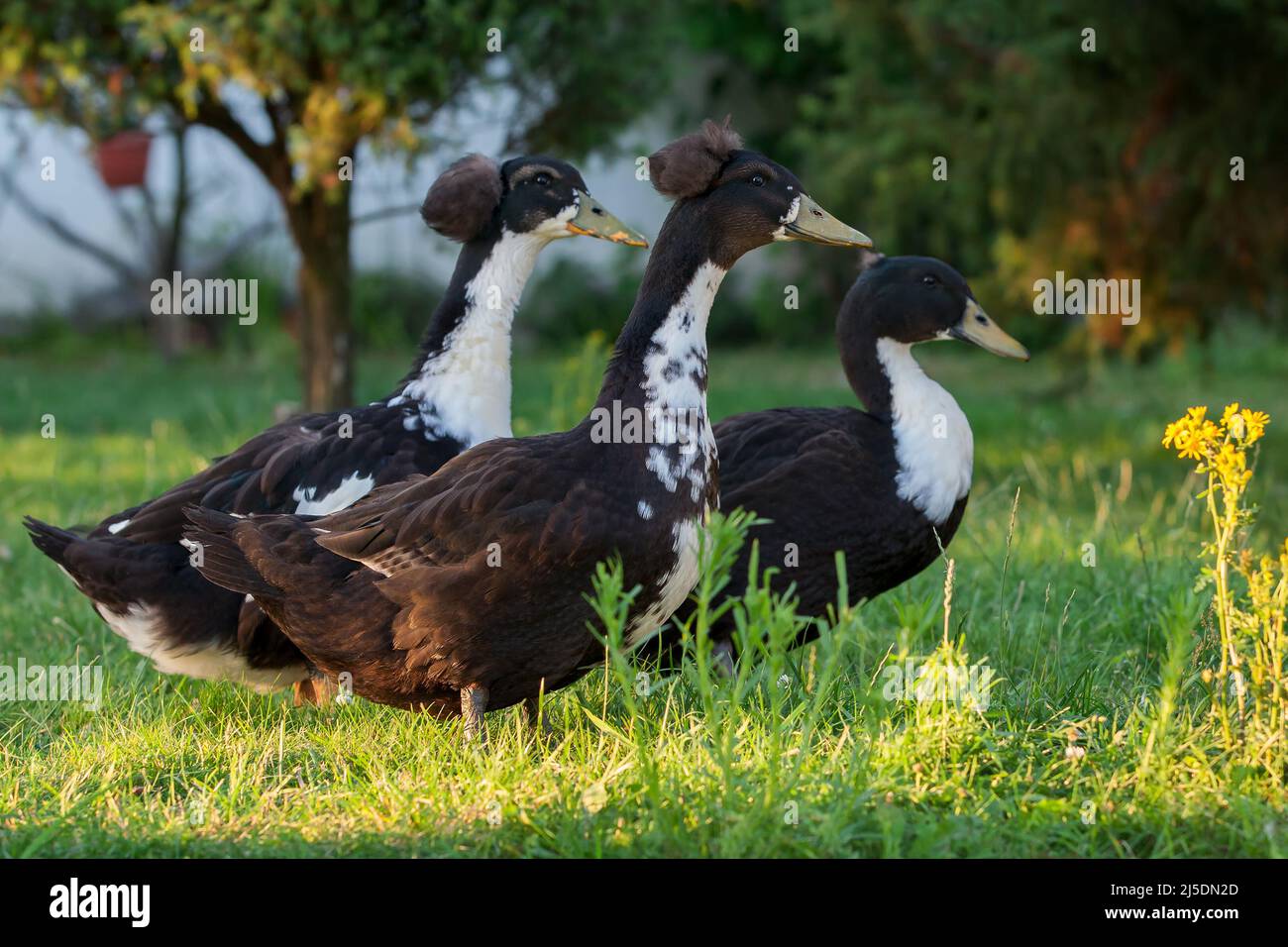Three ducks fall into rank in a nice green garden Stock Photo - Alamy