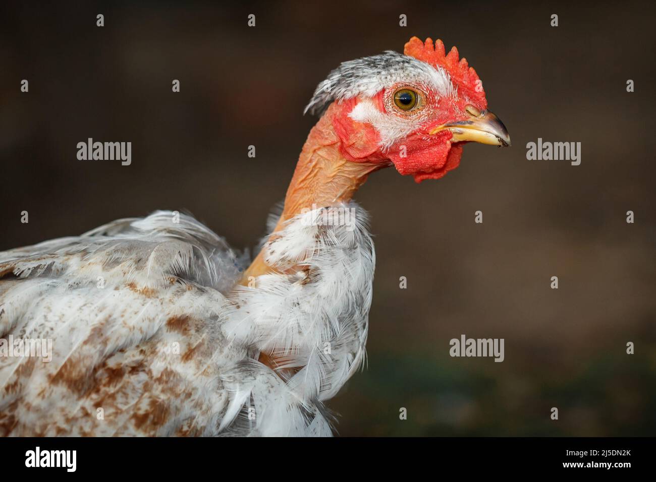 Bald neck young chicken portrait on brown background, horizontal photo ...