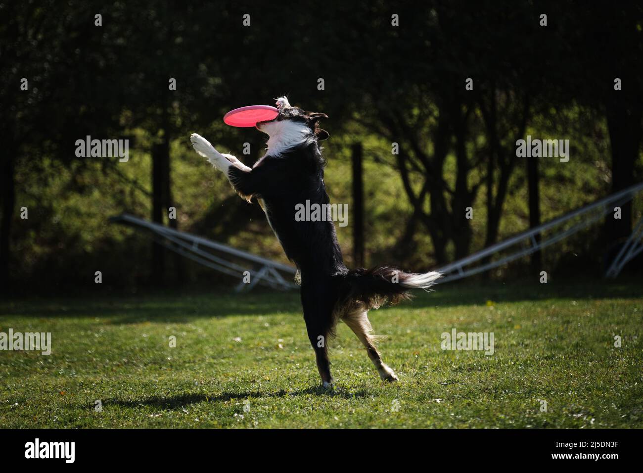 Dog frisbee. Border collie black tricolor jumps and catches a flying ...