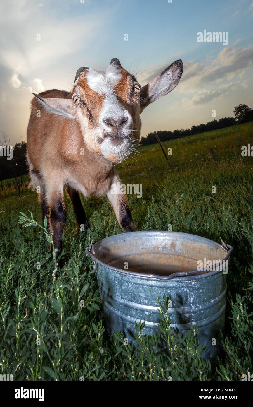 Angry goat in the evening and empty bucket Stock Photo - Alamy