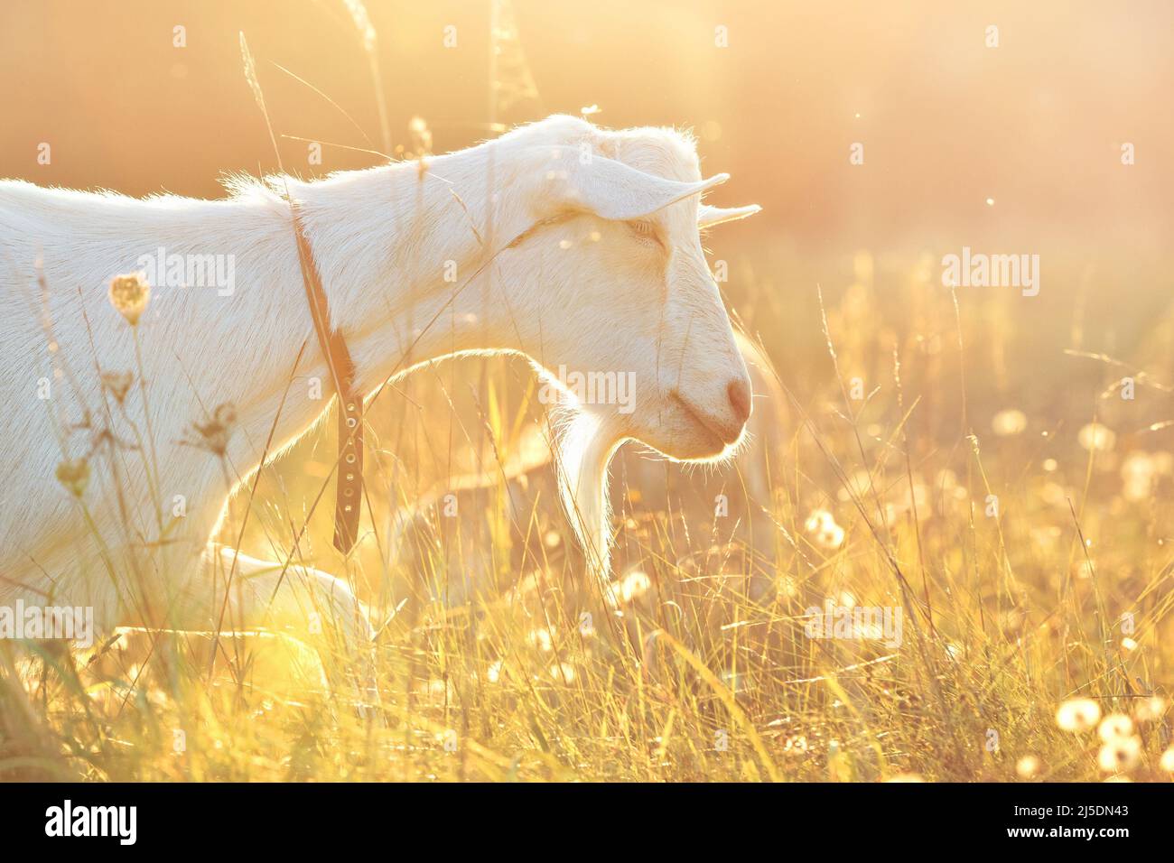 White goat graze in the golden meadow Stock Photo - Alamy