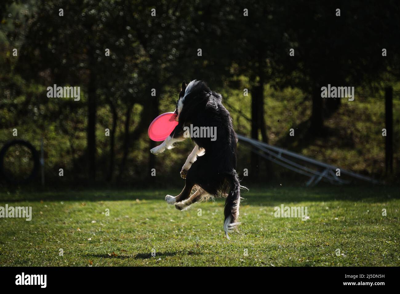 Dog frisbee. Border collie black tricolor jumps and catches a flying ...
