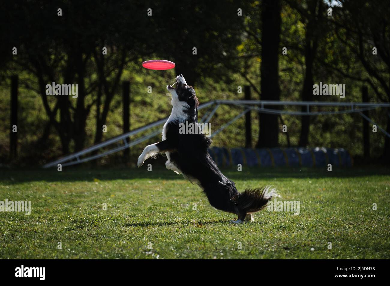 Dog frisbee. Border collie black tricolor jumps and catches a flying ...