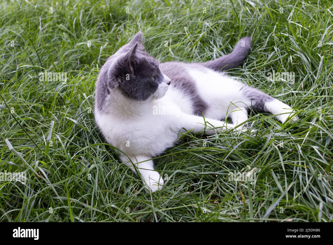 The cat lying on green grass. Domestic cat outside Stock Photo - Alamy