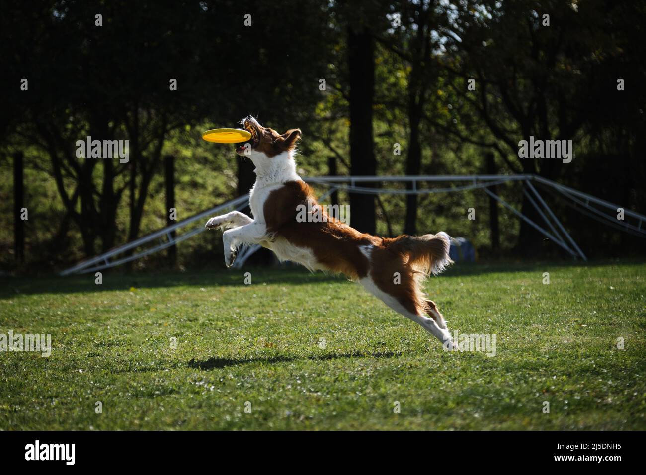Dog frisbee. A border collie of red sable color jumps and catches a ...