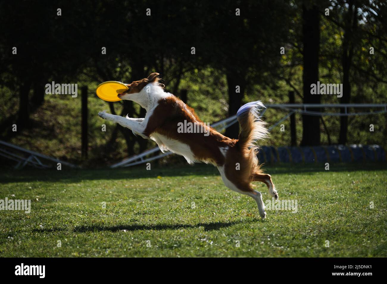 Dog frisbee. A border collie of red sable color jumps and catches a ...