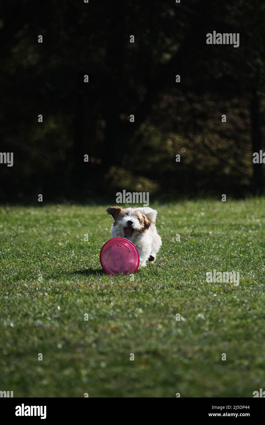 Dog frisbee. Wire-haired Jack Russell Terrier runs quickly through ...