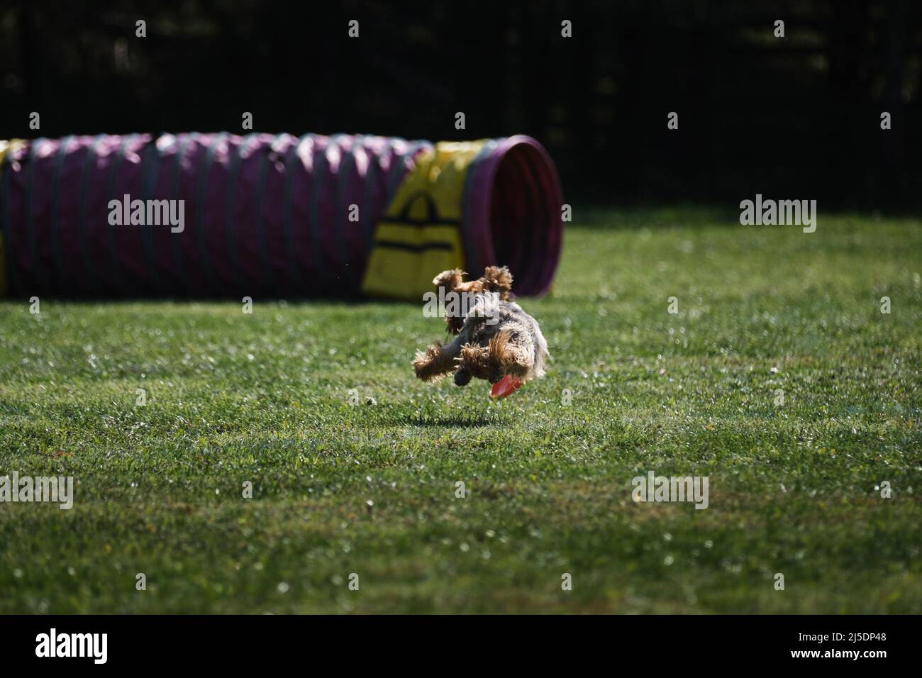 Dog frisbee. The Yorkshire Terrier is having fun playing on field with ...