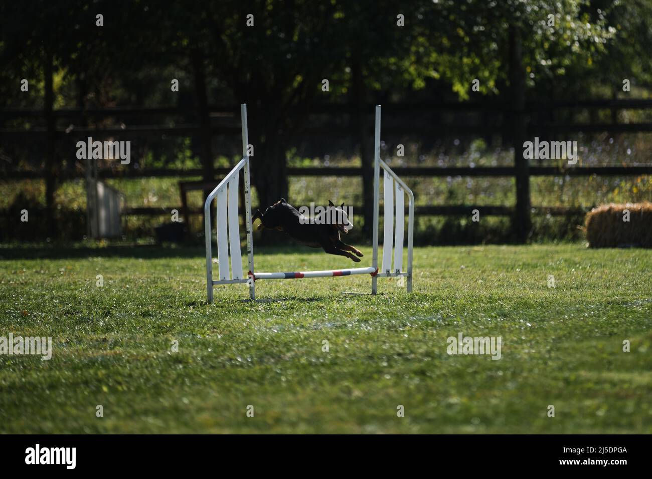 He jumps barrier hi-res stock photography and images - Alamy